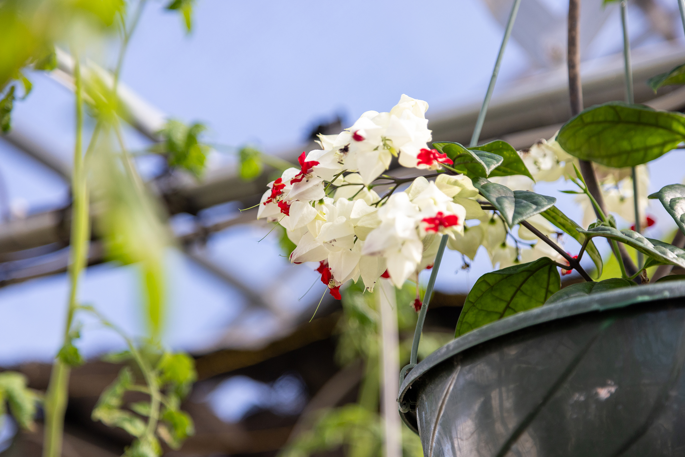 Horticulture Program Sows Seeds of Success