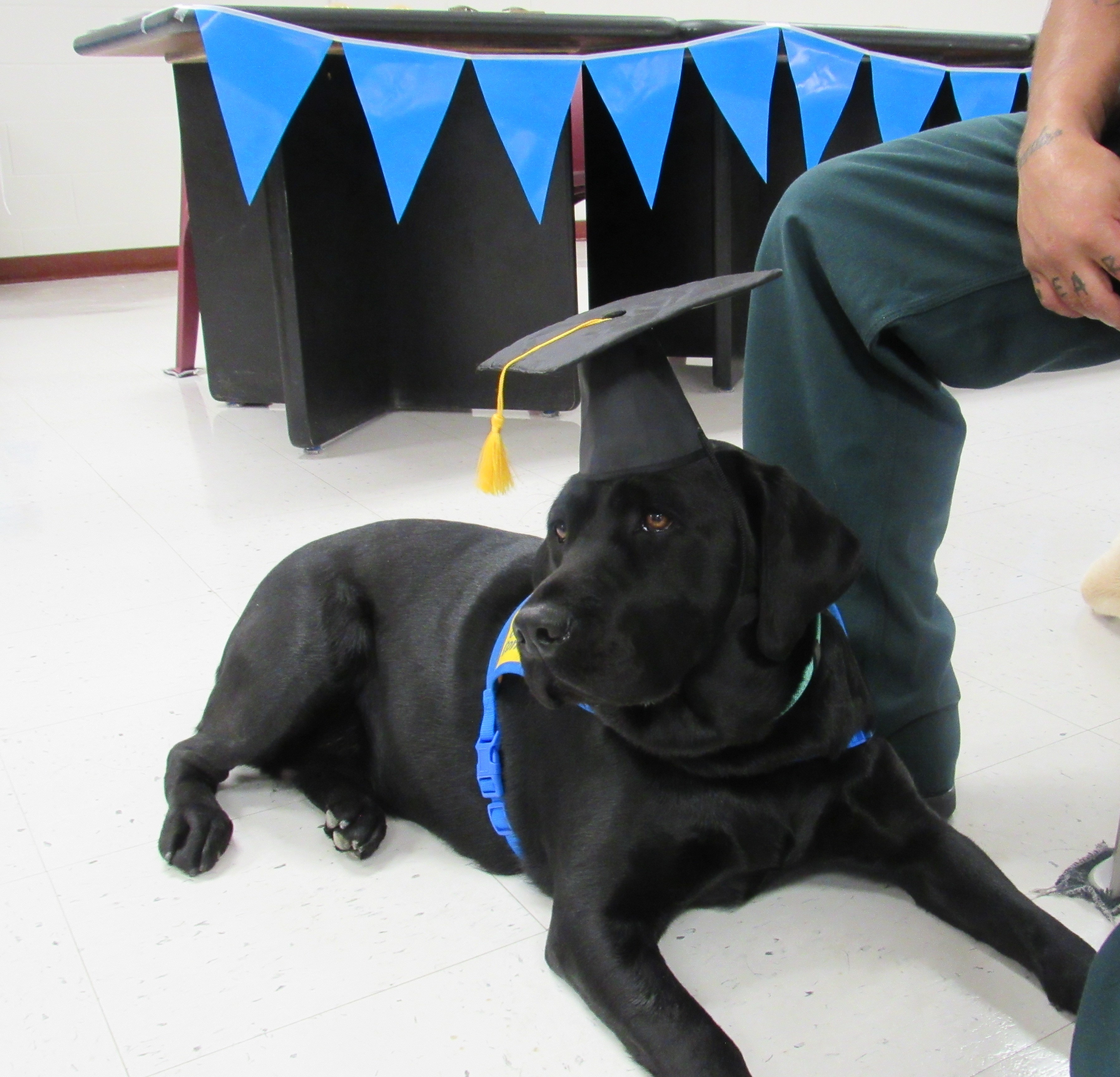 12 Service Dogs Graduate Resident Training Program in Colorado