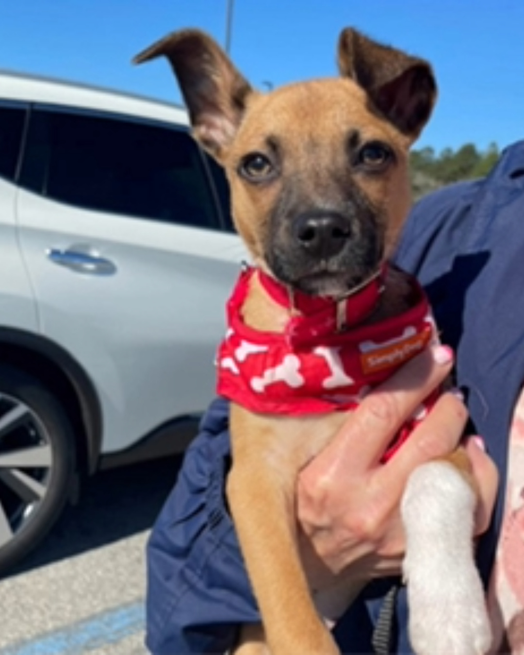 Creating Second Chances: Animal Rescue Partnership in Georgia Leads to ...